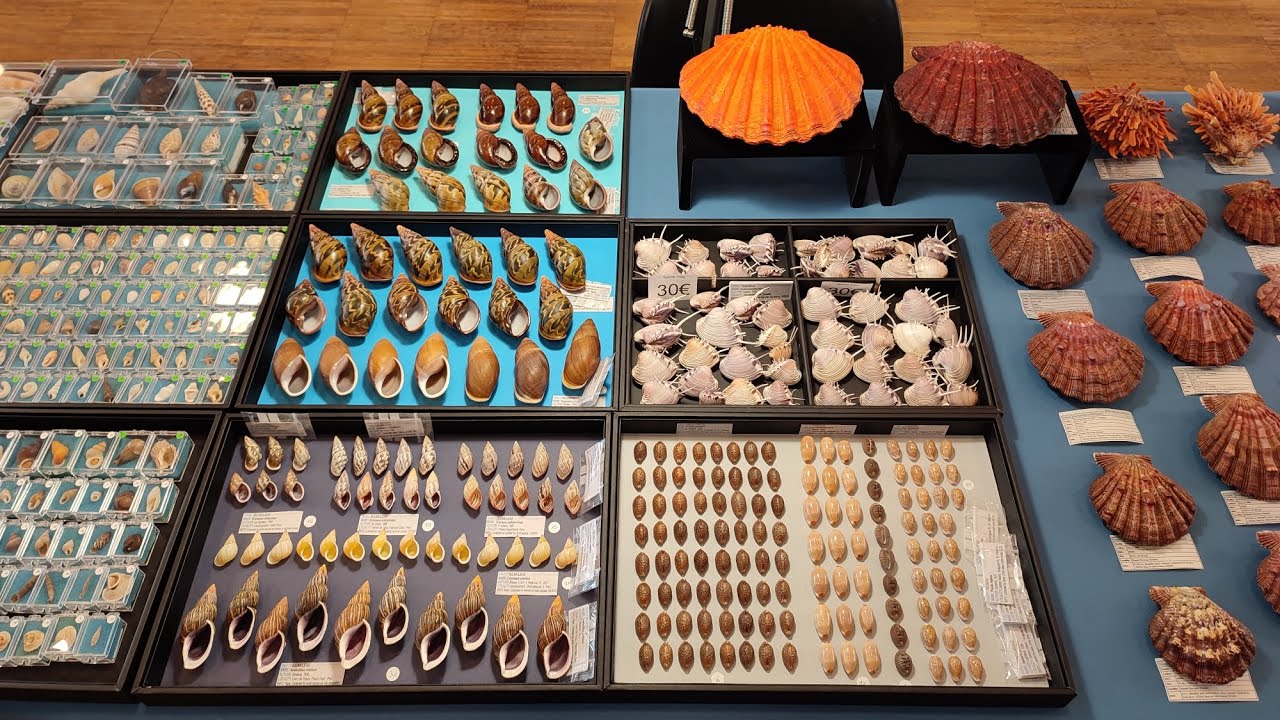 Paris Shell Show (25-26 March) 2023 - ALLSPIRA Stand - YouTube