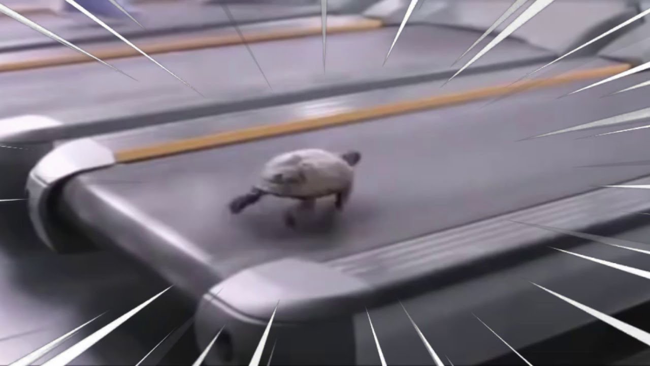 sonic the turtle - YouTube