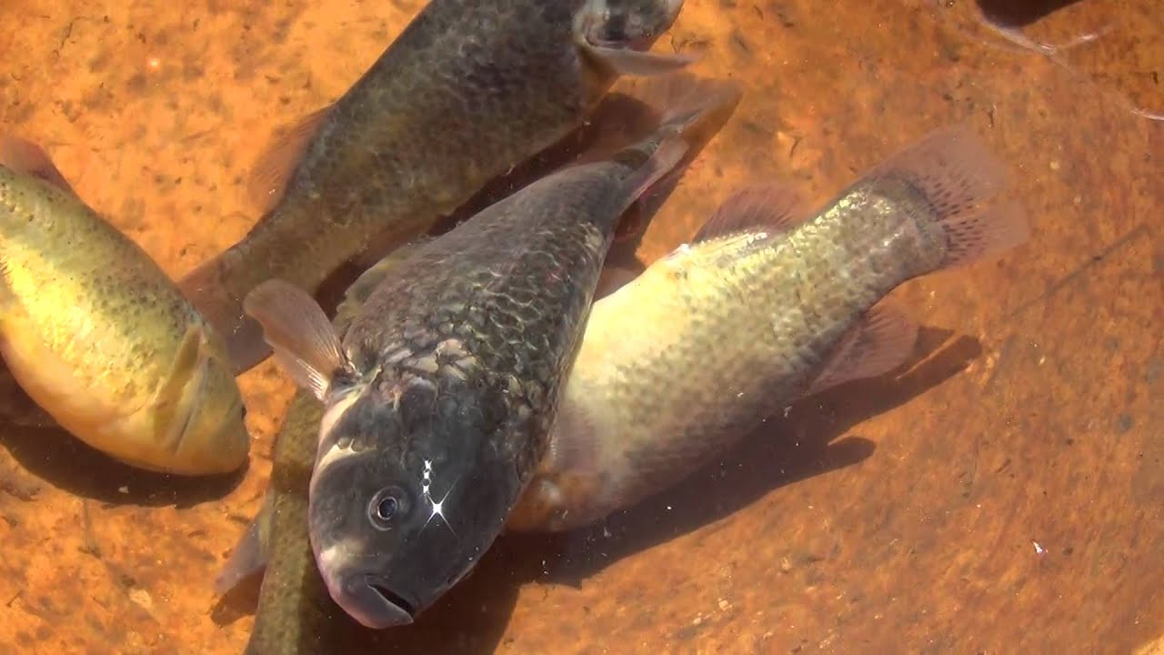 Pez Carachi, típico del Lago Titicaca (Orestias luteus) - YouTube