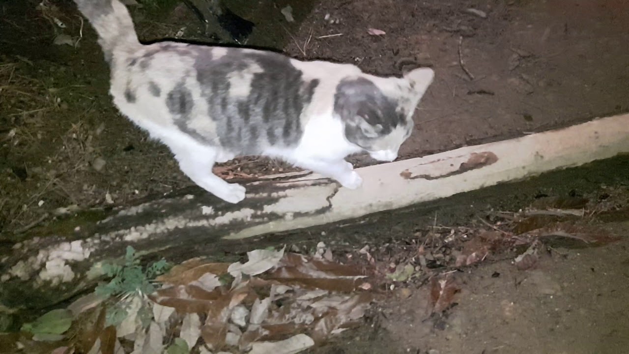 2. 26 옹이와 오렌지(Ong Cat and Orange Cat, кошка и оранжевая кошка) - YouTube