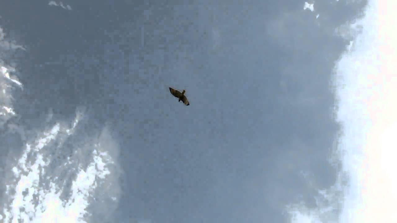 Diving Red-Tailed Hawk - YouTube