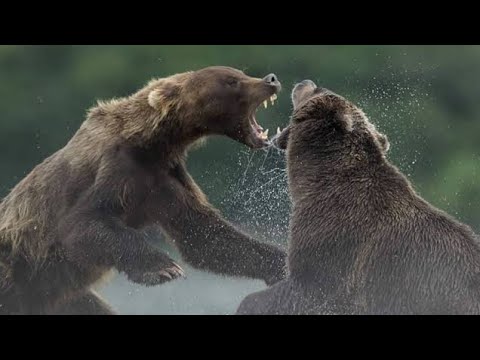 best bear vs bear fight ever - YouTube