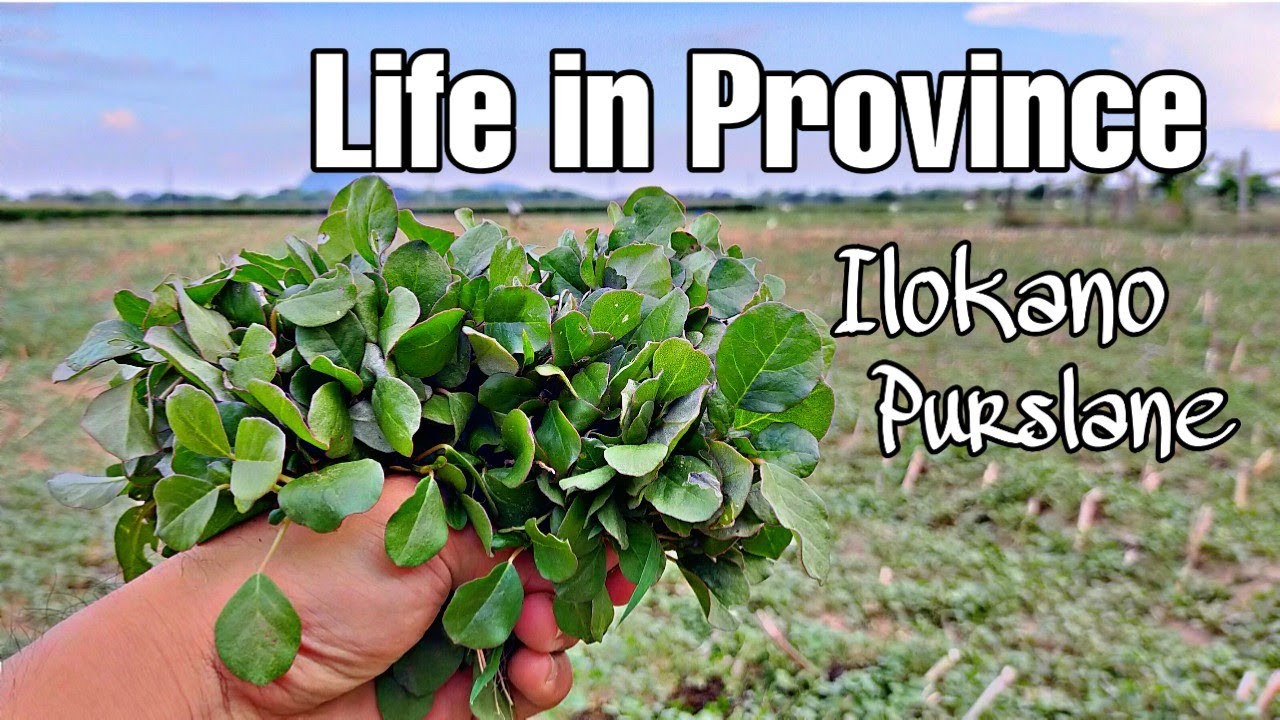 Intayon agpar-ot Tabtabukol (Picking purslane for lunch) | Ilokano's ...