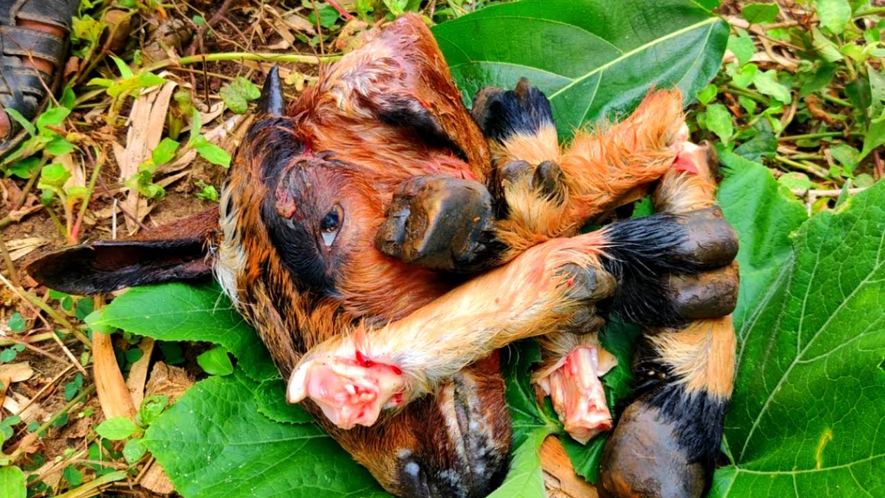 Goat Head And Leg Soup By Tribe | How To Cutting Cooking Goat Head And ...