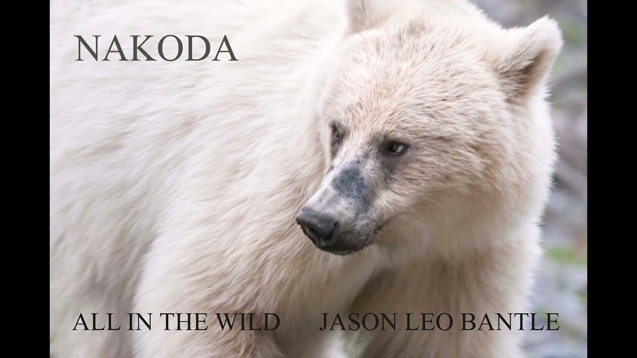 Nakoda Walking in the Forest - YouTube