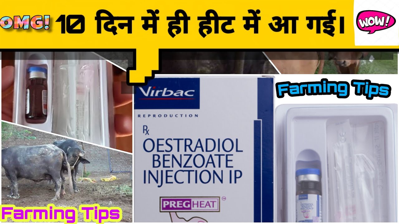 10 दिन में ही हीट पर आ गई। #Oestradiol benzoate injection #Anoestrus ...