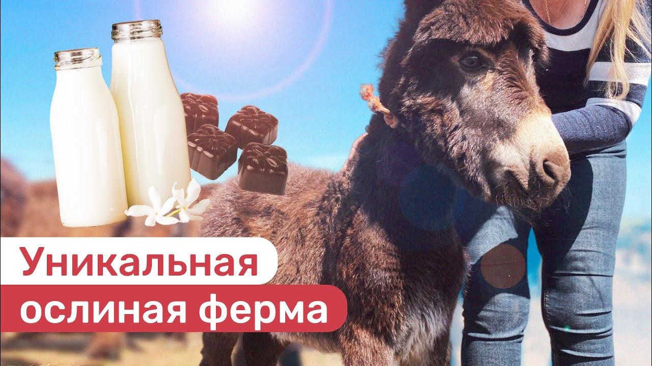 Уникальная ослиная ферма появилась в Ставропольском крае - YouTube