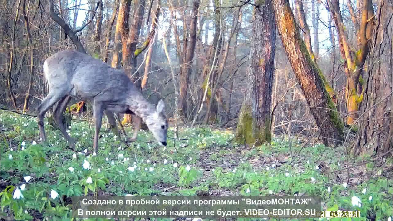 Фото-видео ловушка HC-801A. Как работают фото ловушки в лесу? Первый ...