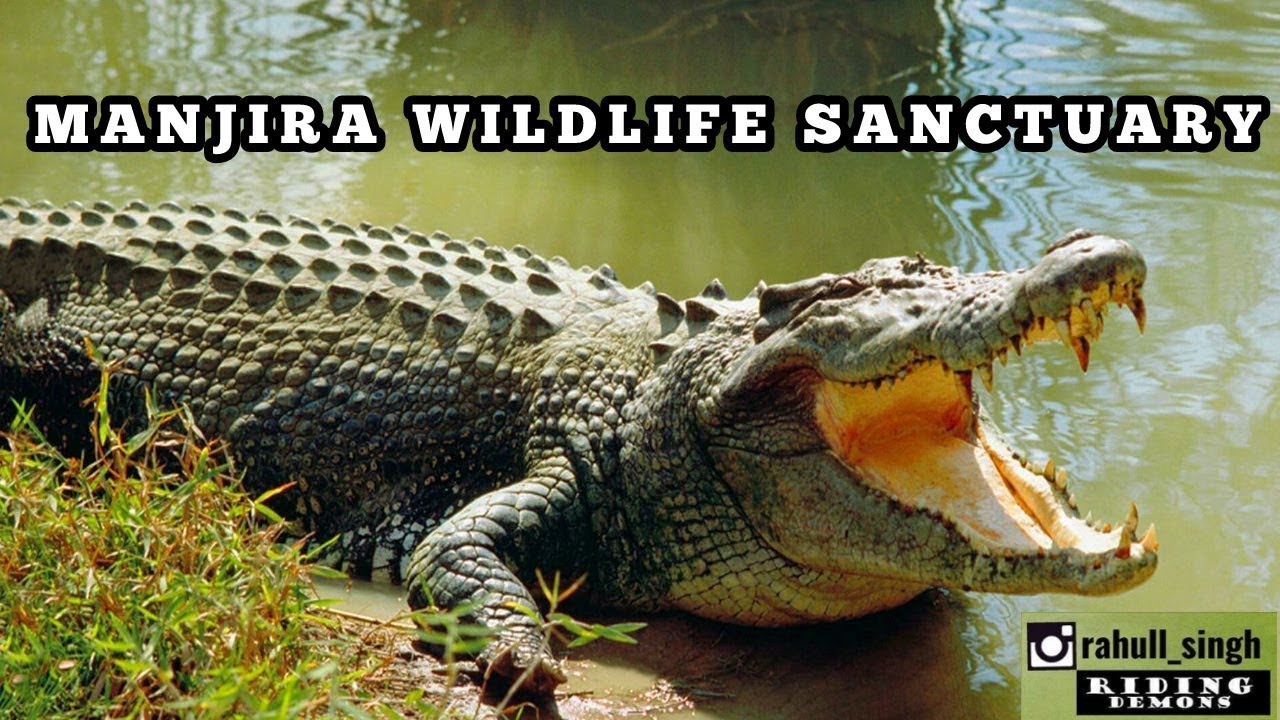 MANJIRA WILDLIFE SANCTUARY AND RESERVOIR - YouTube