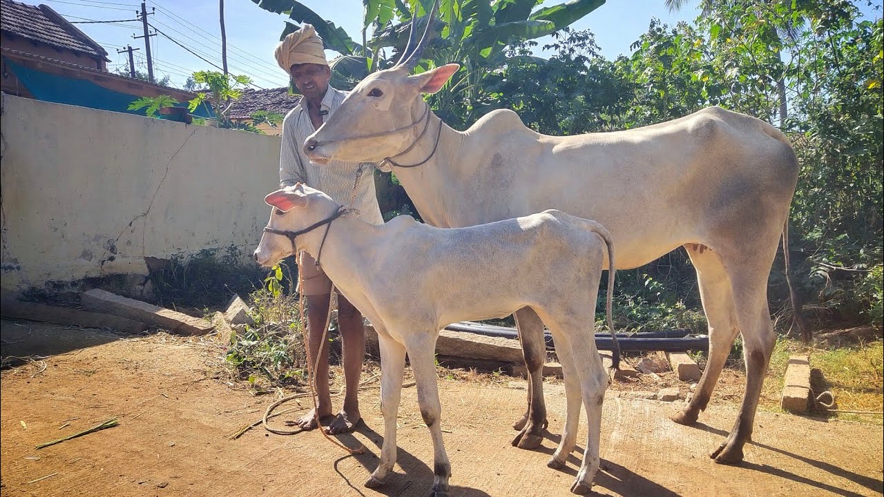 Top Hallikar cow (Balarama daughter)and female calf(Hayagriva daughter ...