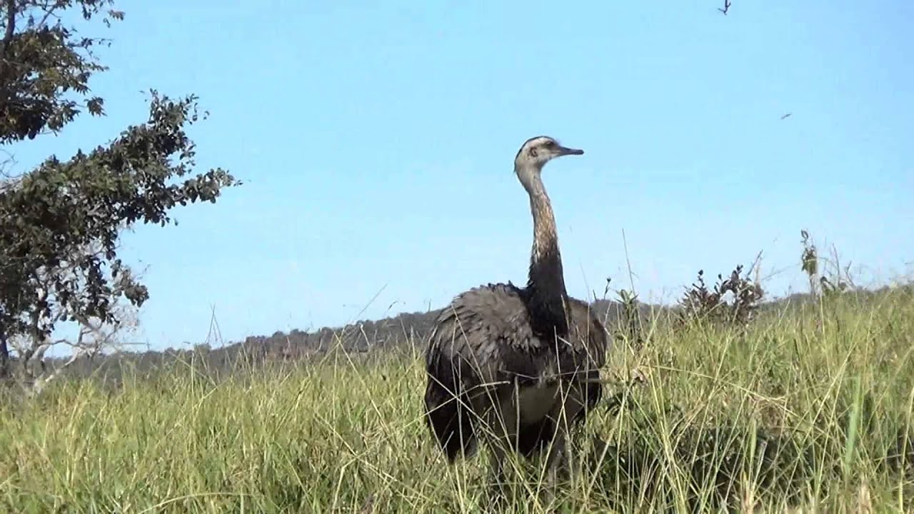 GREATER RHEA male (RHEA AMERICANA), EMA, It is the largest species of ...