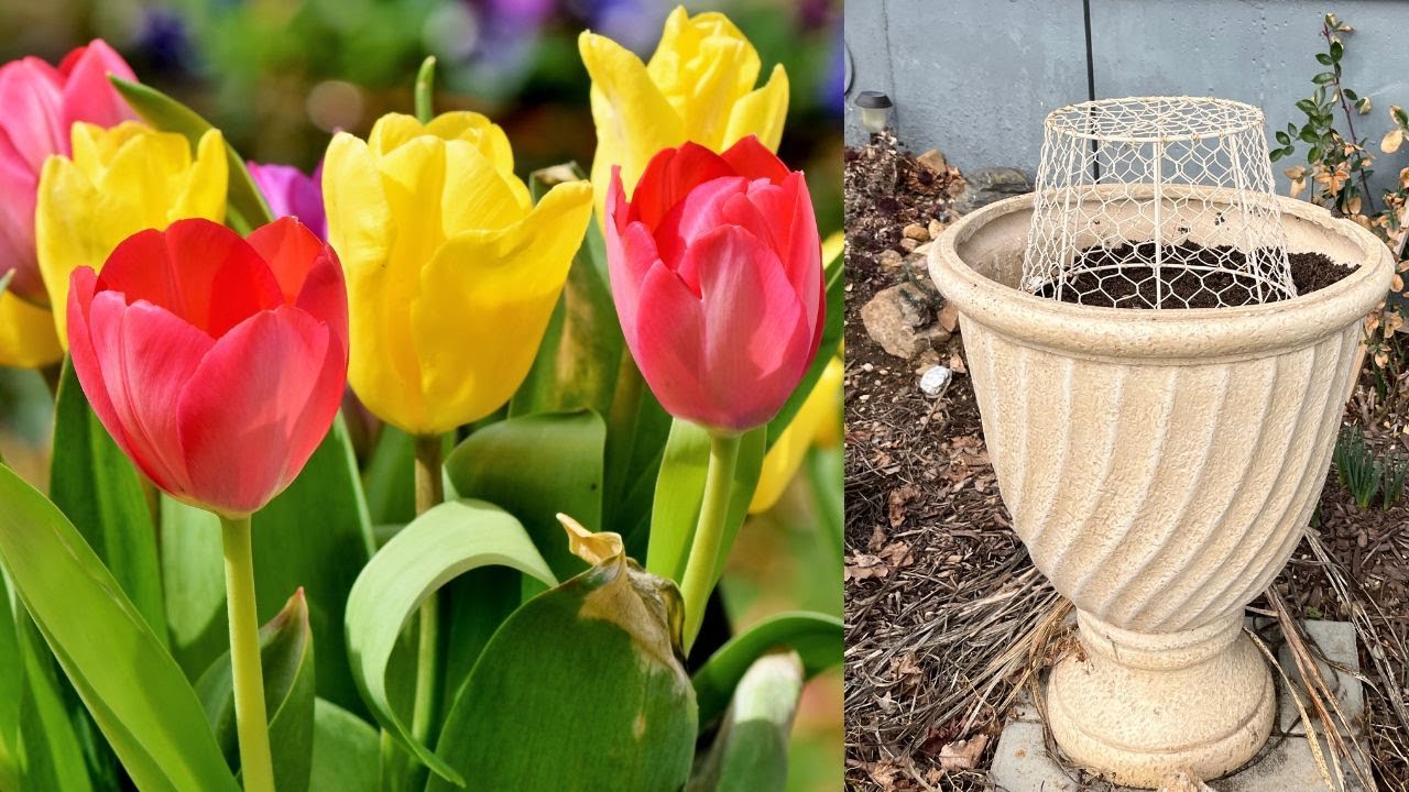 Planting LEFTOVER Spring Bulbs in March - YouTube