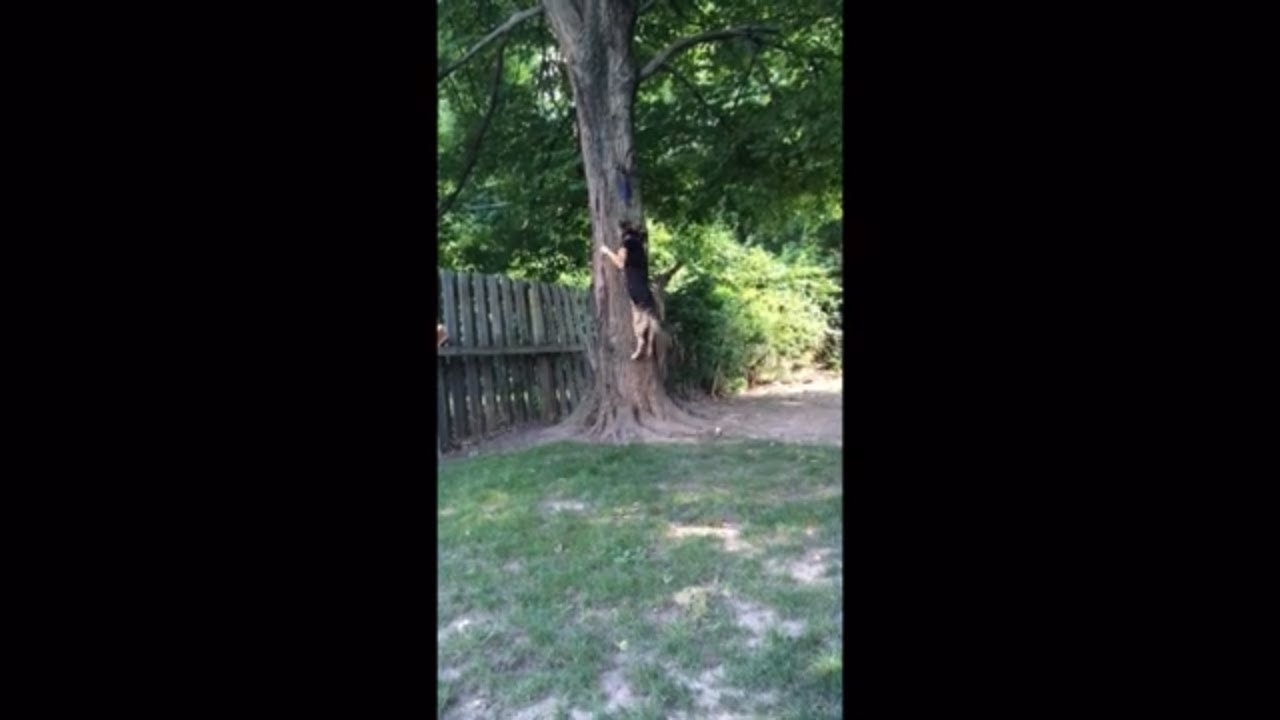 My German Shepherd climbs trees. - YouTube