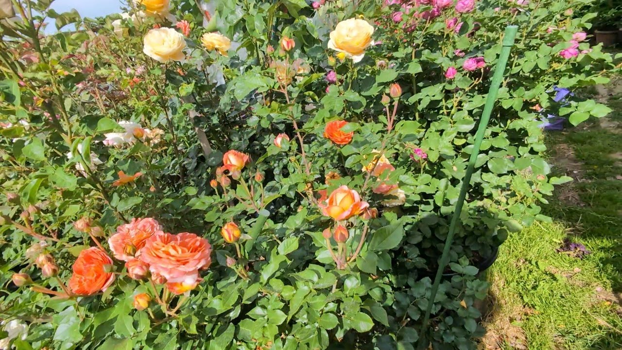 15 heat tolerant roses in my garden - YouTube