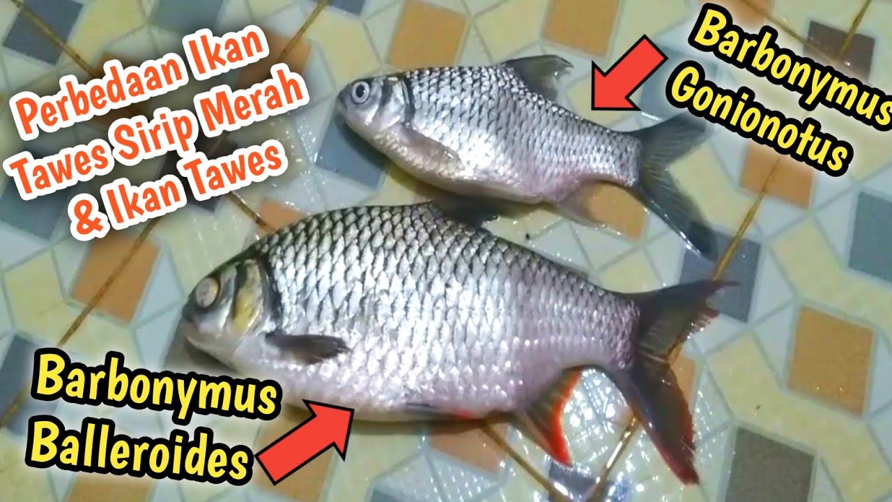 Perbedaan Ikan Tawes Sirip Merah ( Barbonymus balleroides ) & Ikan ...