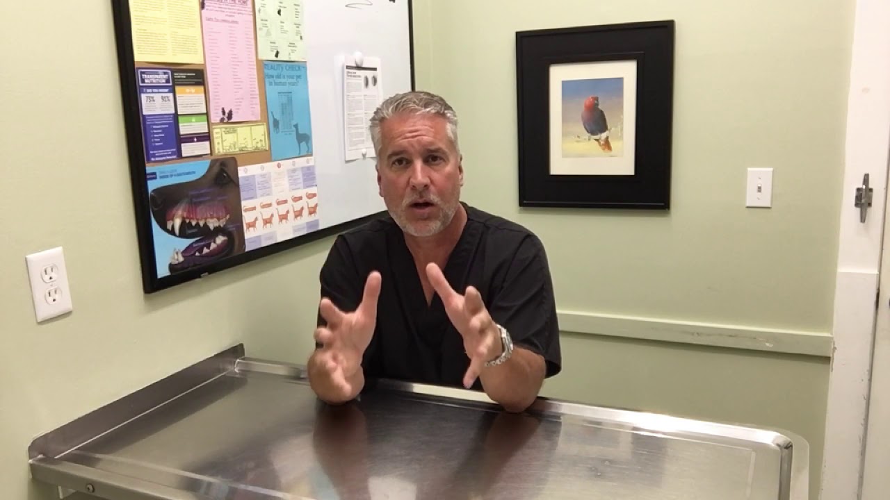 Pet Line with Dr. Brooks - YouTube