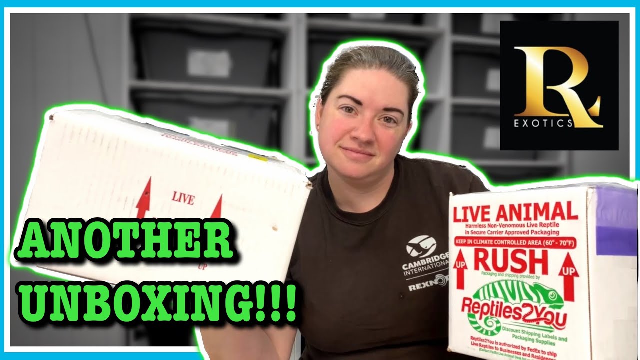 UNBOXING NEW RECESSIVE MALE! NEW BALL PYTHONS | Reptile Unboxing | Ball ...