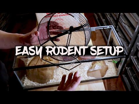 Cheap and Easy Rodent Enclosure Setup (Housing / Feeding / Watering ...