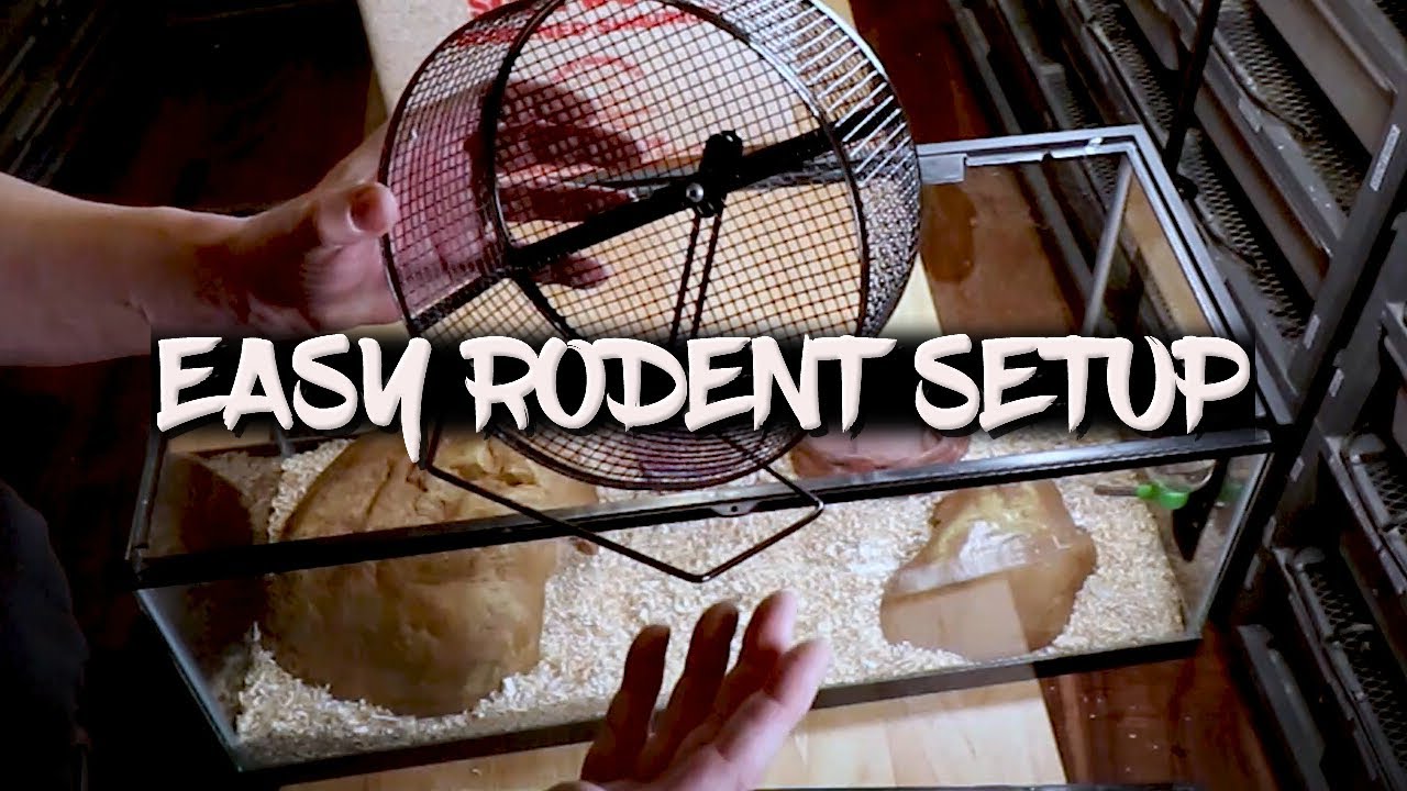 Cheap and Easy Rodent Enclosure Setup (Housing / Feeding / Watering ...