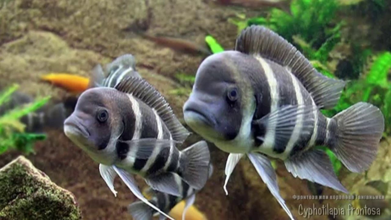 Cyphotilapia frontosa (Humphead Cichlid, Фронтоза) - YouTube