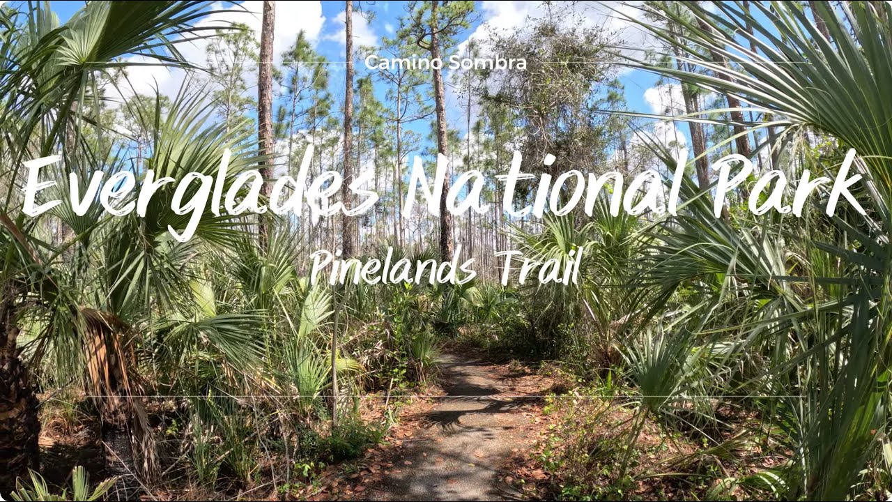 Everglades National Park in Florida - Pinelands Trail [4K] - YouTube