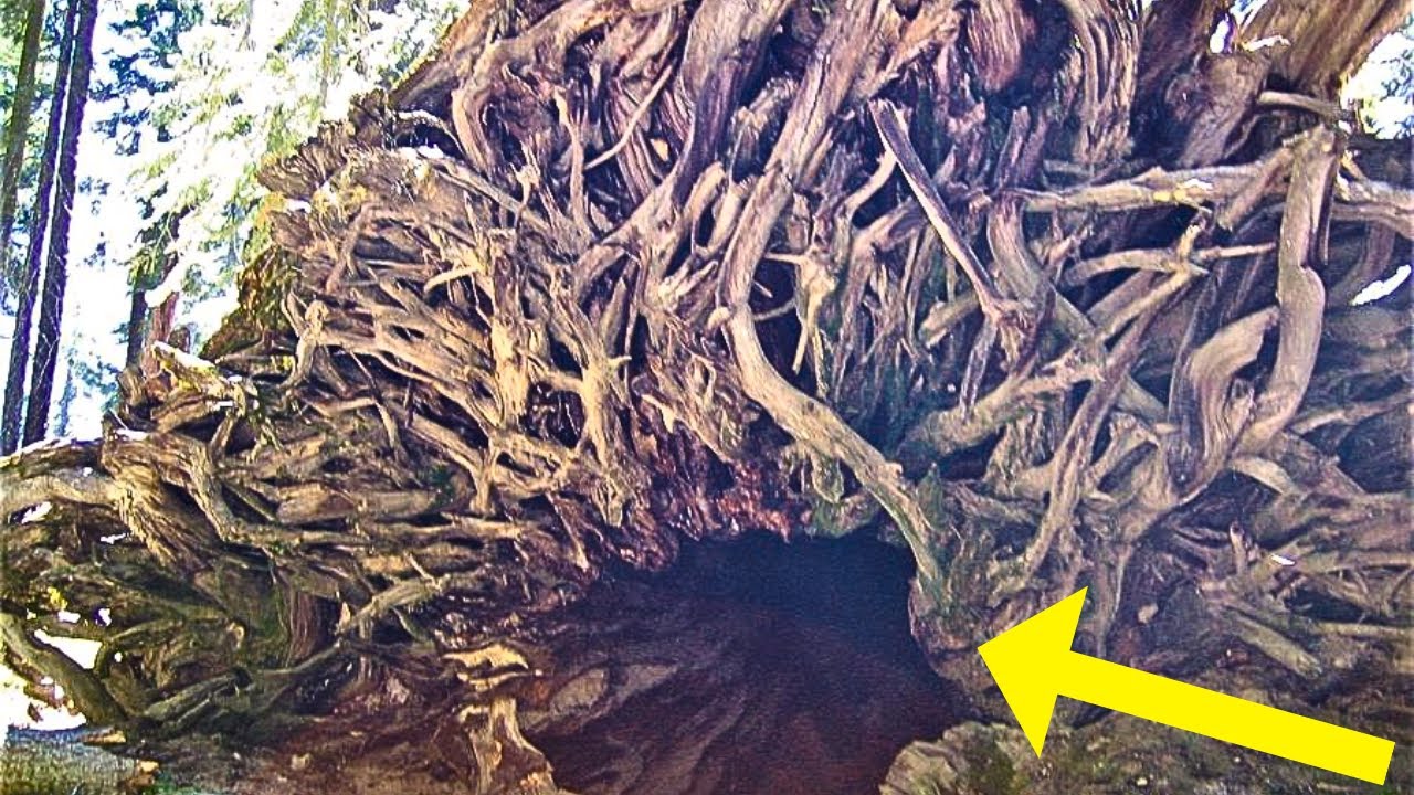 Experts Called Out To Old Tree, Then Take Closer Look At What's Beneath ...
