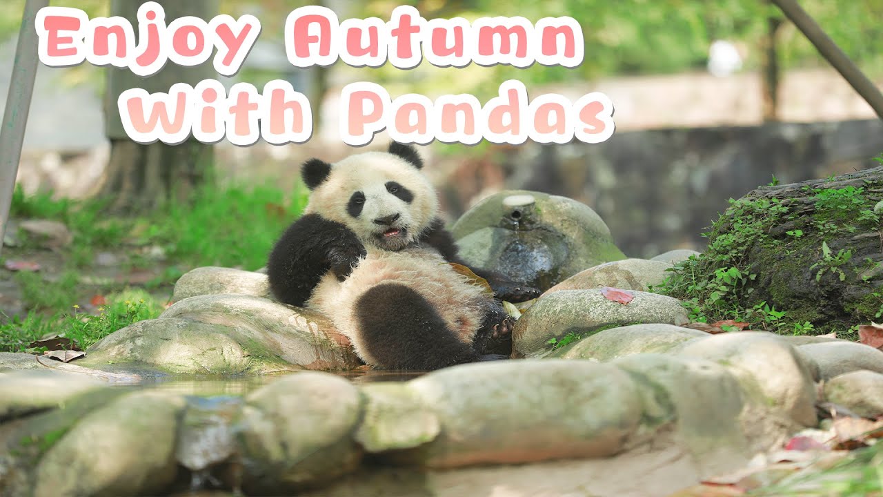【Panda Billboard】Episode 221 Pandas Know How To Enjoy Autumn To The ...