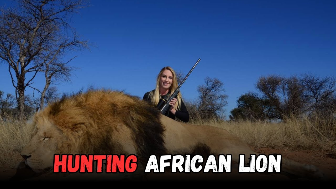 Hunting African Lion, endangered Species Still Hunted by hunters - MUST ...