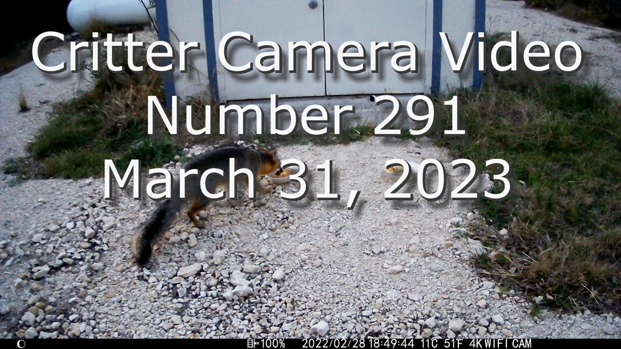 Critter Cam Video 291 March 31, 2023 in 4K #CritterCamera #TrailCamera ...