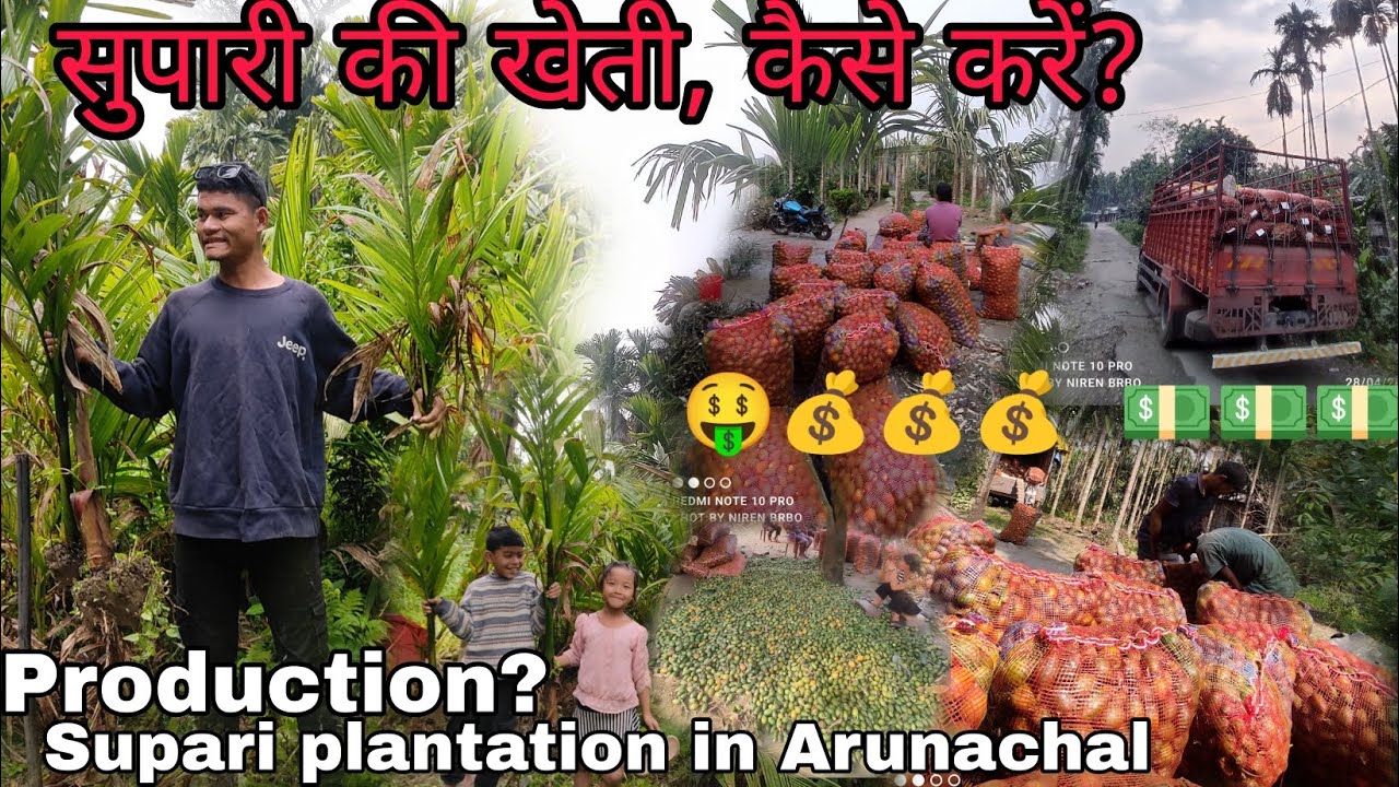 Areca nut plantation Idea's Betel nut farming Highest income Areca nut ...