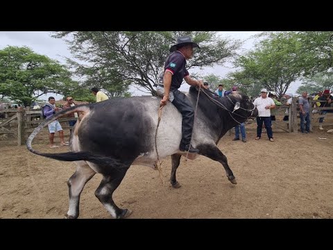 BOI MANSO DE CELA // FEIRA DO GADO DE CACHOEIRINHA PE - YouTube