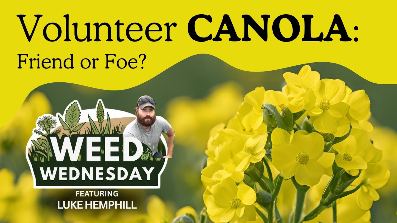 Volunteer CANOLA: Friend or Foe? - YouTube