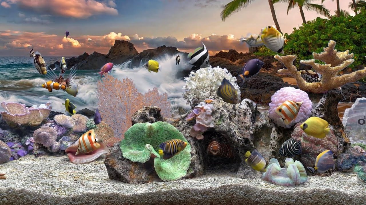 Aquatic Life: Hawaii & Flowers (4K UHD60) Slideshow Background Digital ...