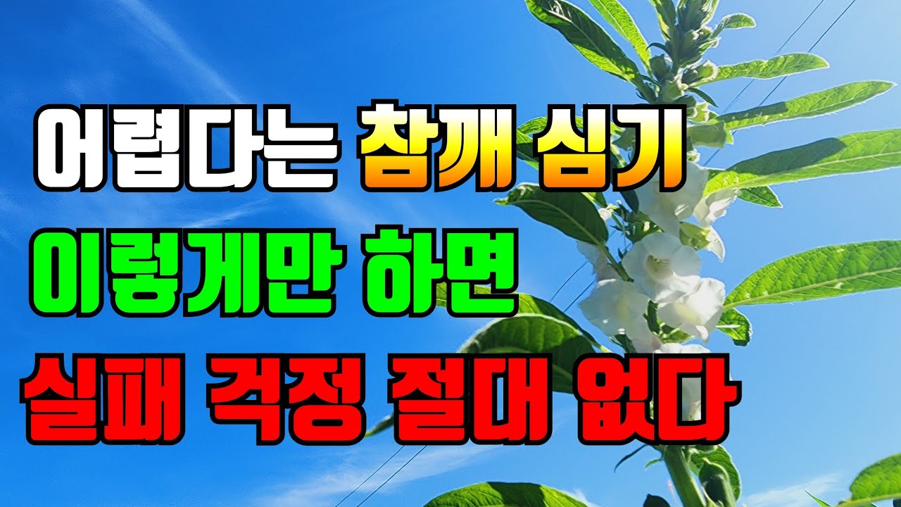 어렵다는 참깨 파종 이대로만 하면 실패 없습니다 참깨 파종적기 참깨 심는방법 Youtube