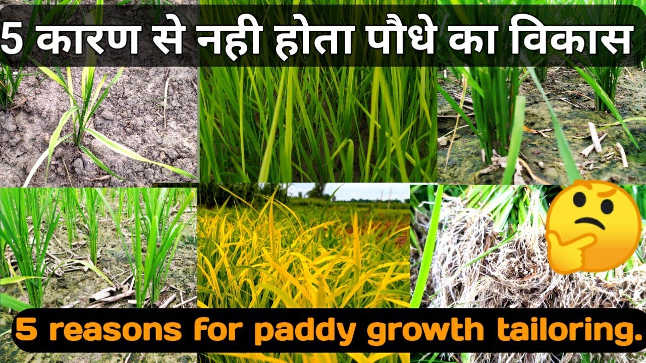 5 major reasons for paddy growth and no tailoring.धान की ग्रोथ और ...