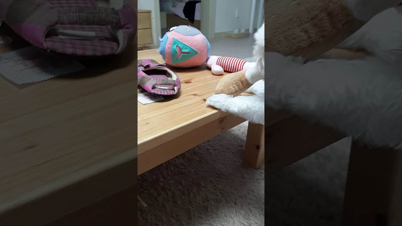 최애 인형 선물하고 순대 얻어먹는 홍시 Youtube