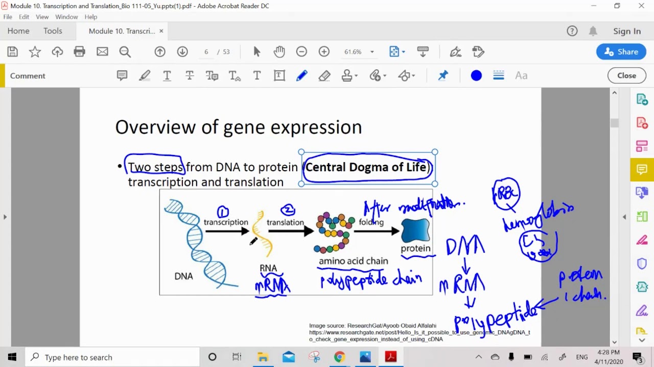 Bio 111 Chap 10. DNA Transcription and translation part 1 ...