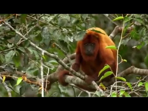 Where Do Howler Monkeys Live In The Wild