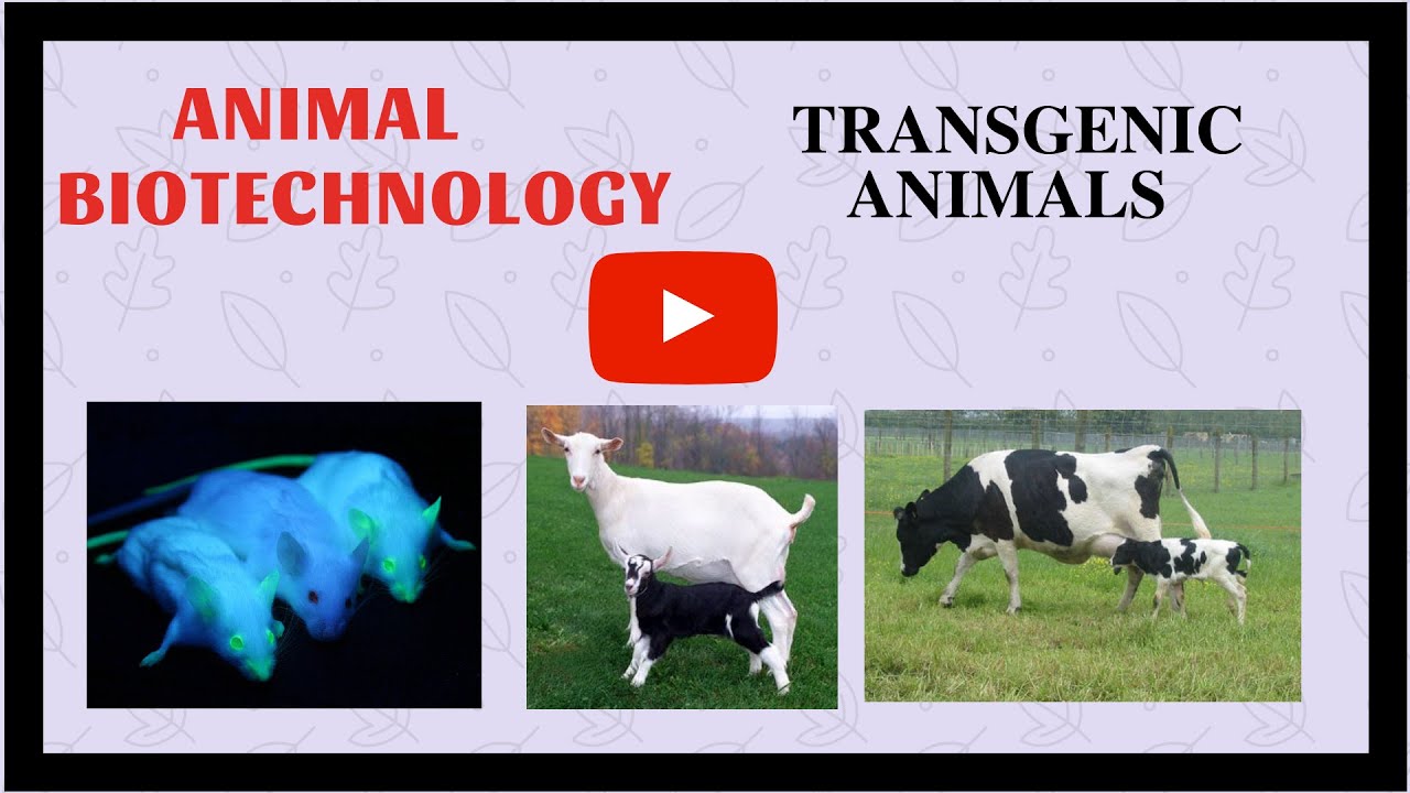 Animal Biotechnology (Transgenic Animals and it's applications) - YouTube