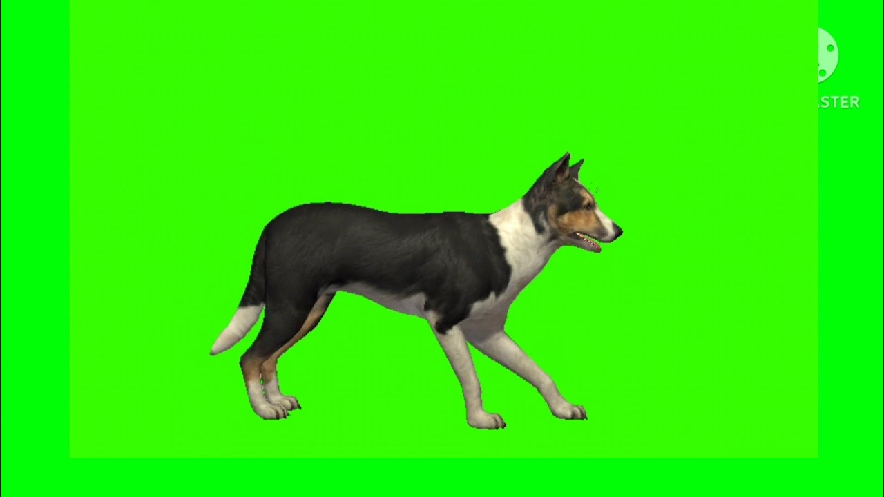 Dog animation green screen #walk #idle #run #attact #animationvideo for ...