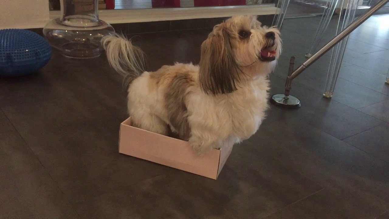 Cookie - Novice Parkour - In - YouTube