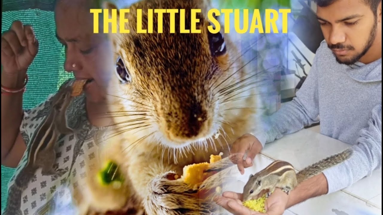 DANG DARSHAN A CUTE SQUIRREL - YouTube