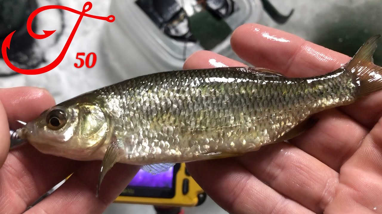 Ice Fishing for Golden Shiners - Quest 50 of 50 - YouTube