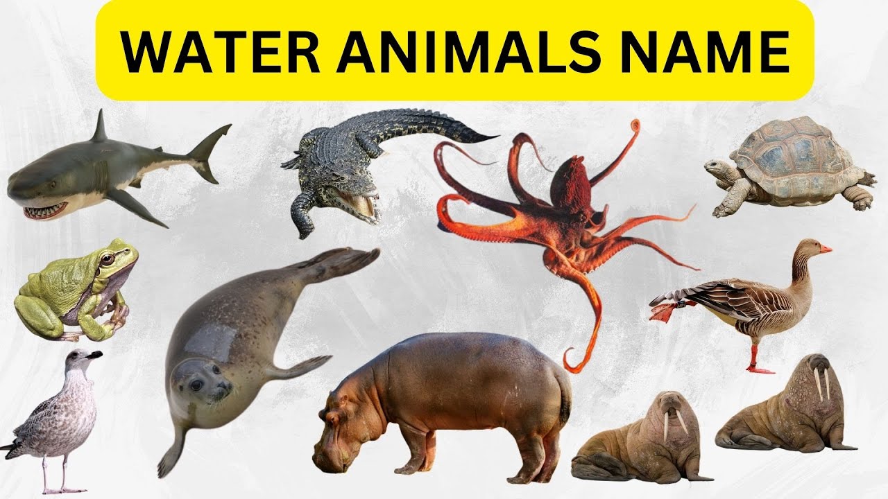 Water Animals Name | Animated Videos | Animated Videos for Kids | Kids ...