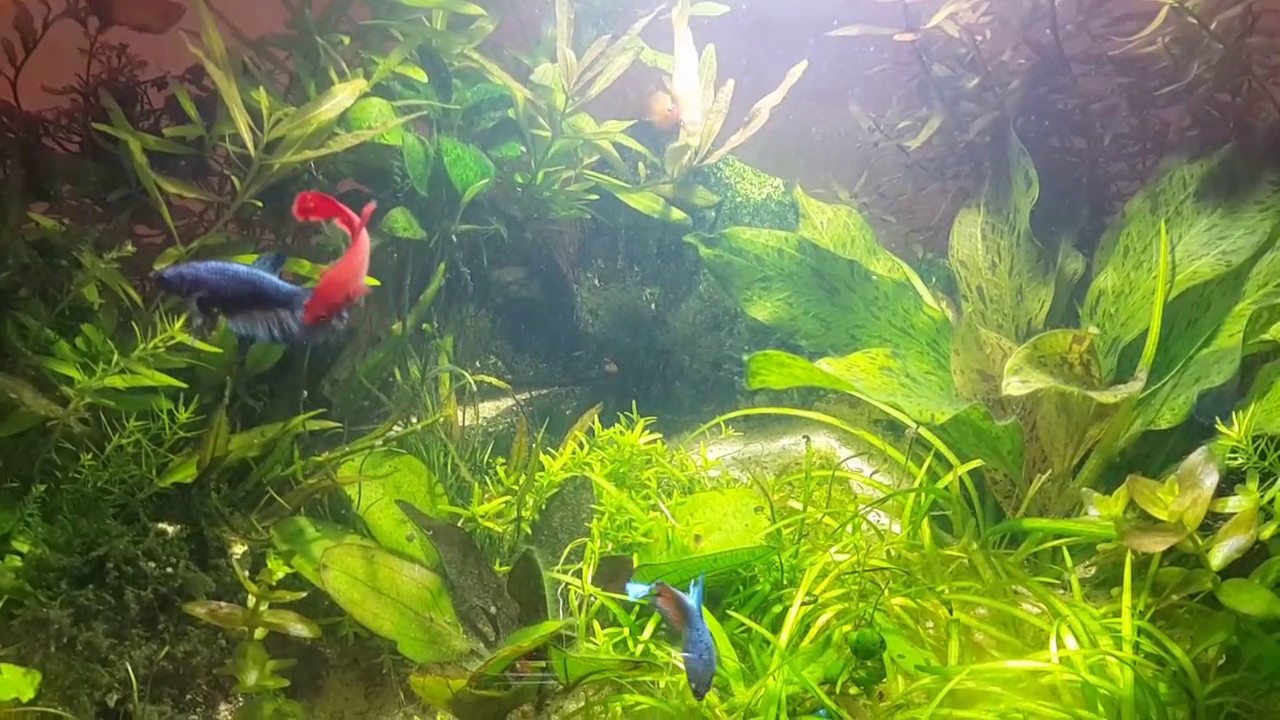 ALGA FILAMENTOSA em aquários - Como identificar, quais as causas e como ...