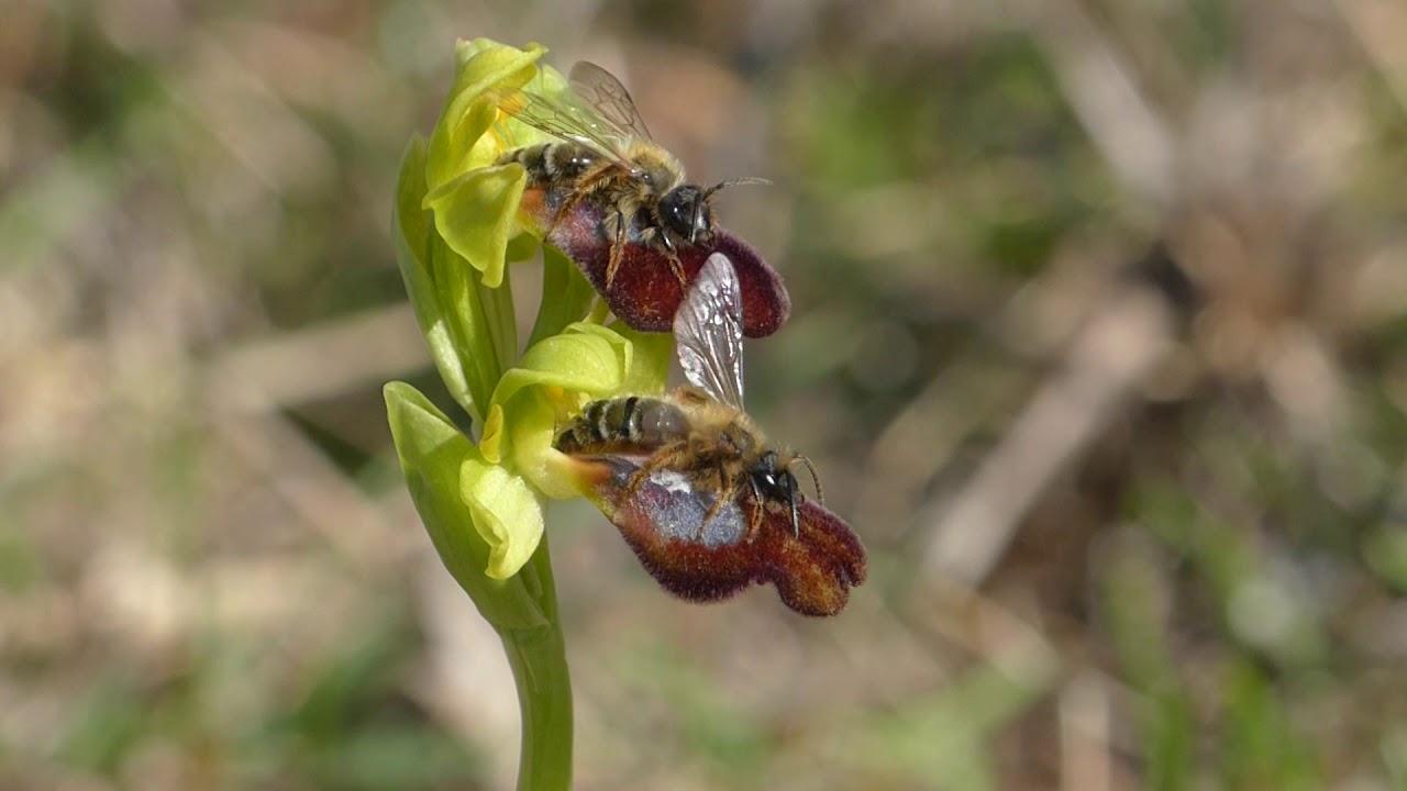 Ophrys pollination - Ophrys lupercalis- eleonorae (popolazioni ...