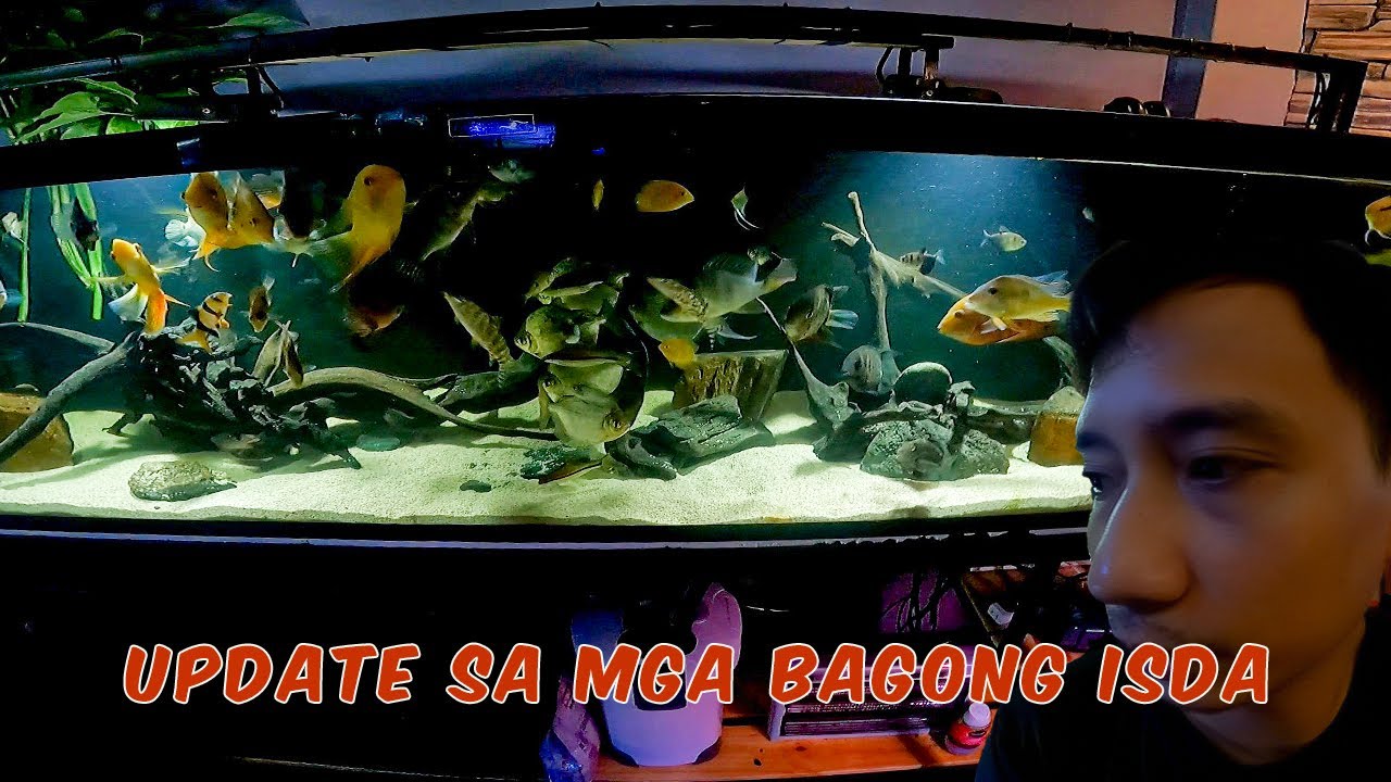 Update sa mga bagong isda | 100 gallons aquarium - YouTube