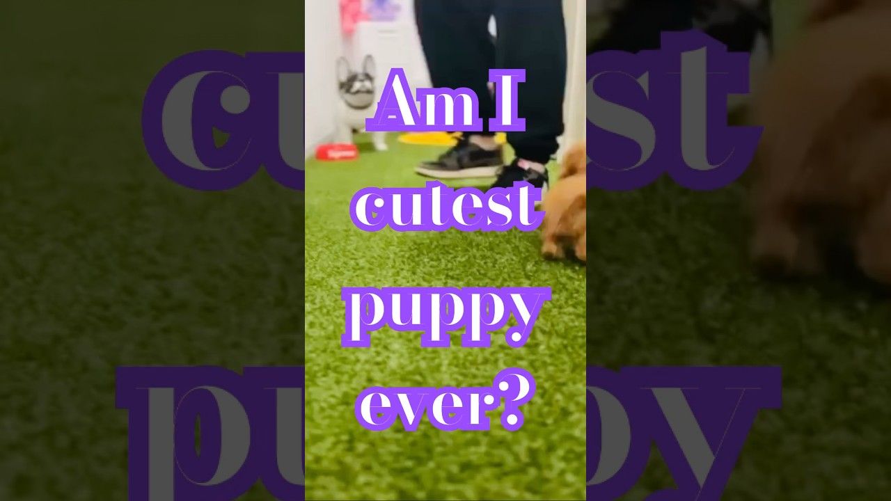 Cute dogs#🦮🧸#shorts - YouTube