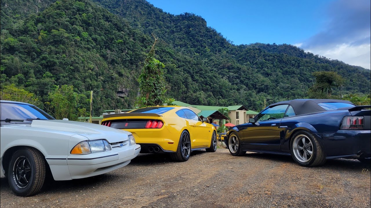 algunos de los mustangs , s550,fox body,sn95,new edge,s197,mustang 2 ...