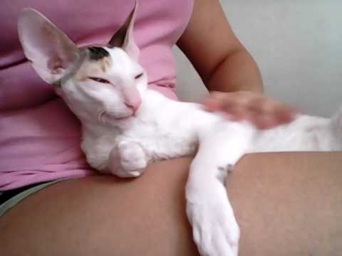 Cat can smile too! How to bring your cat to smile?